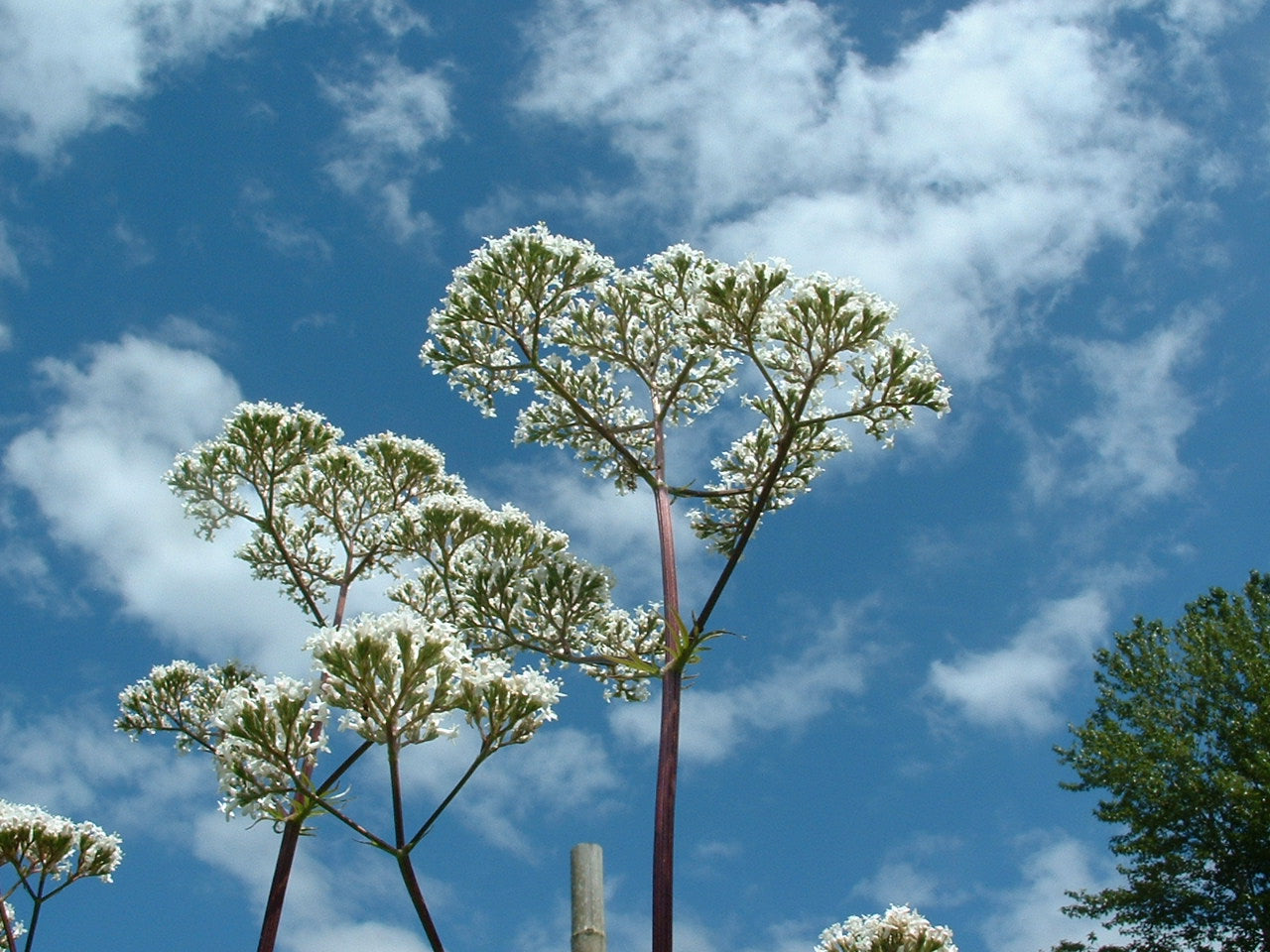 Yarrow Legendary Herb! – Sister Sage Herbs